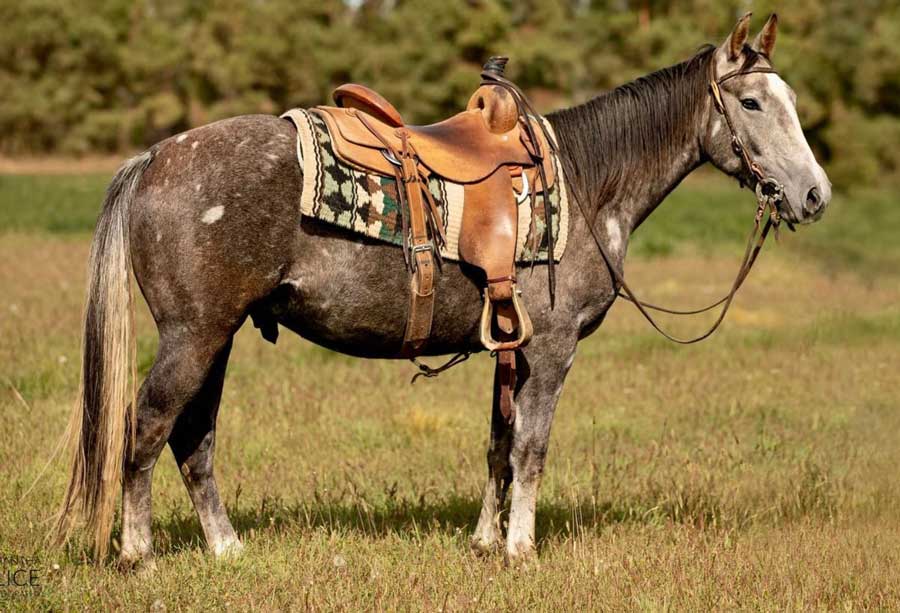 High Plains Genetics - Equine Services