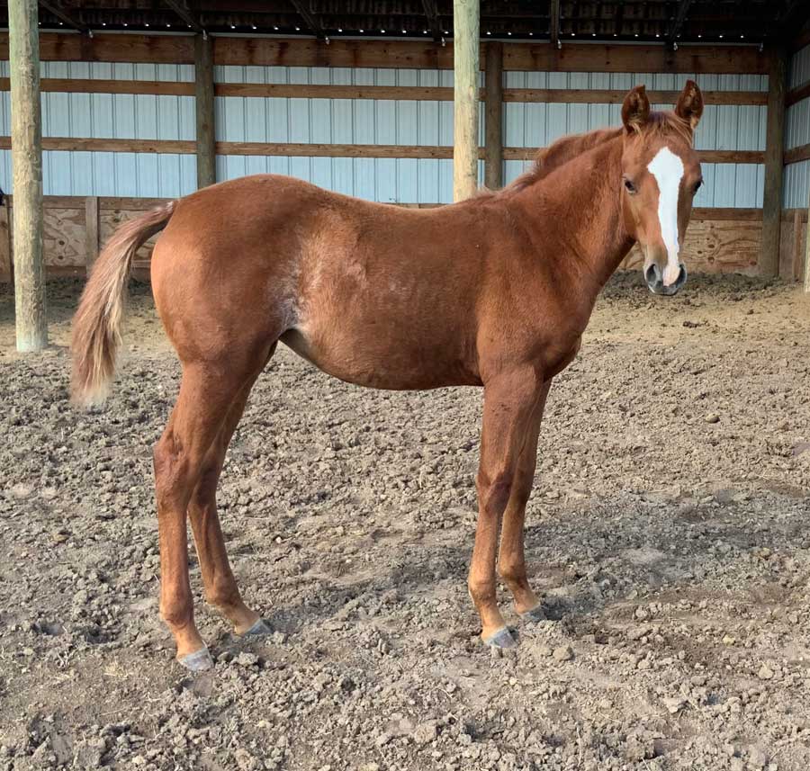High Plains Genetics - Equine Services